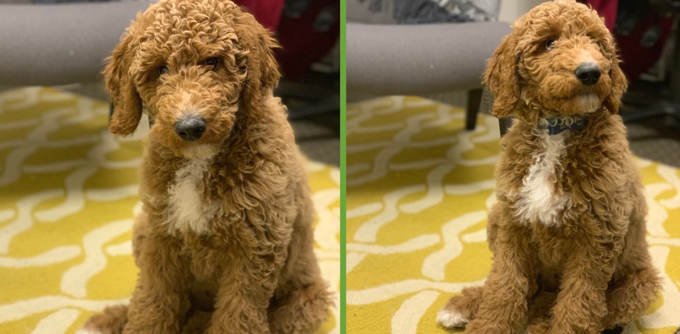 Meet Hopper: A Therapy Dog To Be - Joseph Maley Foundation